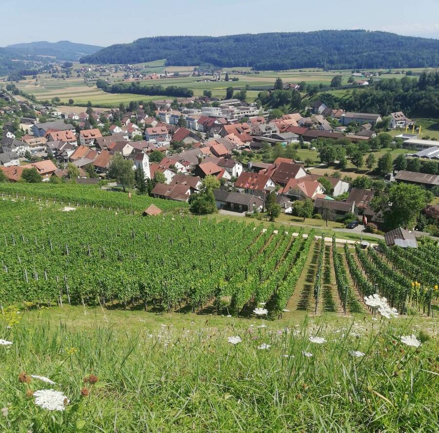 Rebberg & Keller : Weinbau Hartmann